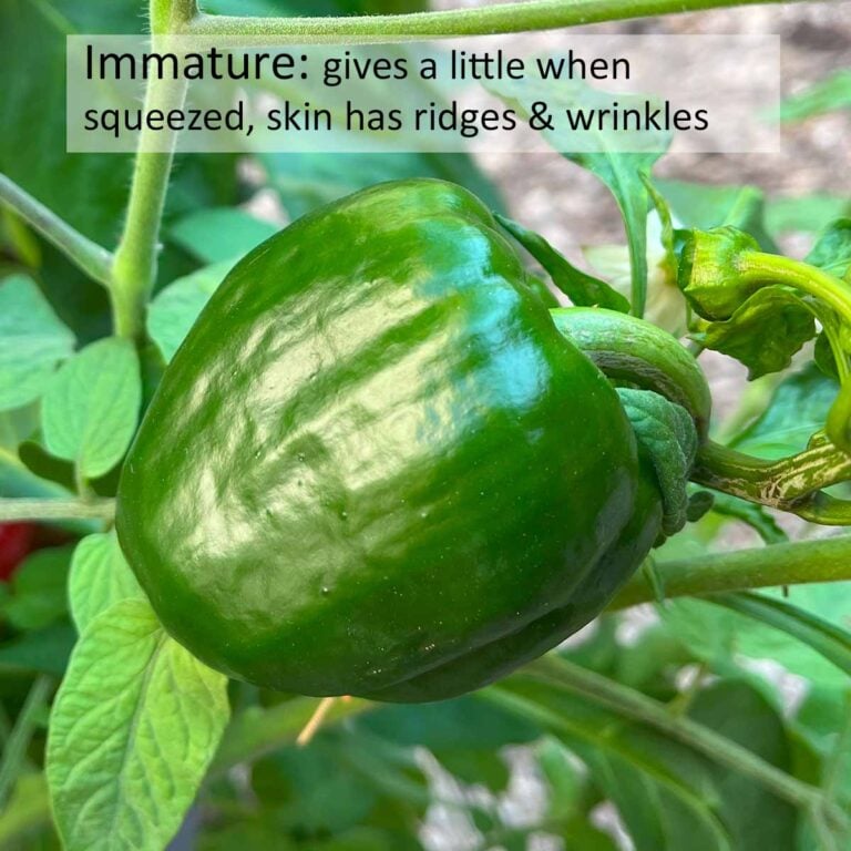 When to harvest bell peppers (are they ripe yet?) - Ask The Food Geek
